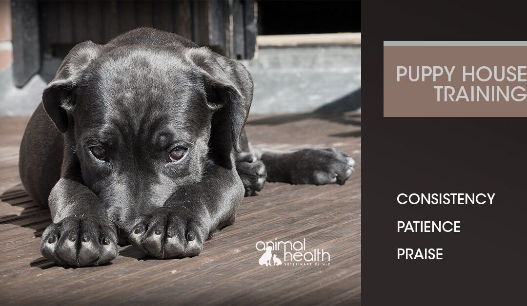 puppy-housetraining | Animal Health Veterinary Clinic